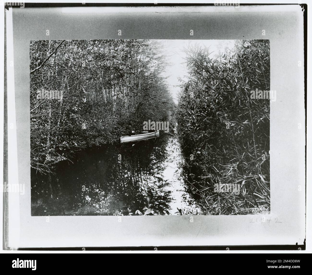 Timber Management - Types, Swamp/ Bog Trees. Photographs Relating to ...