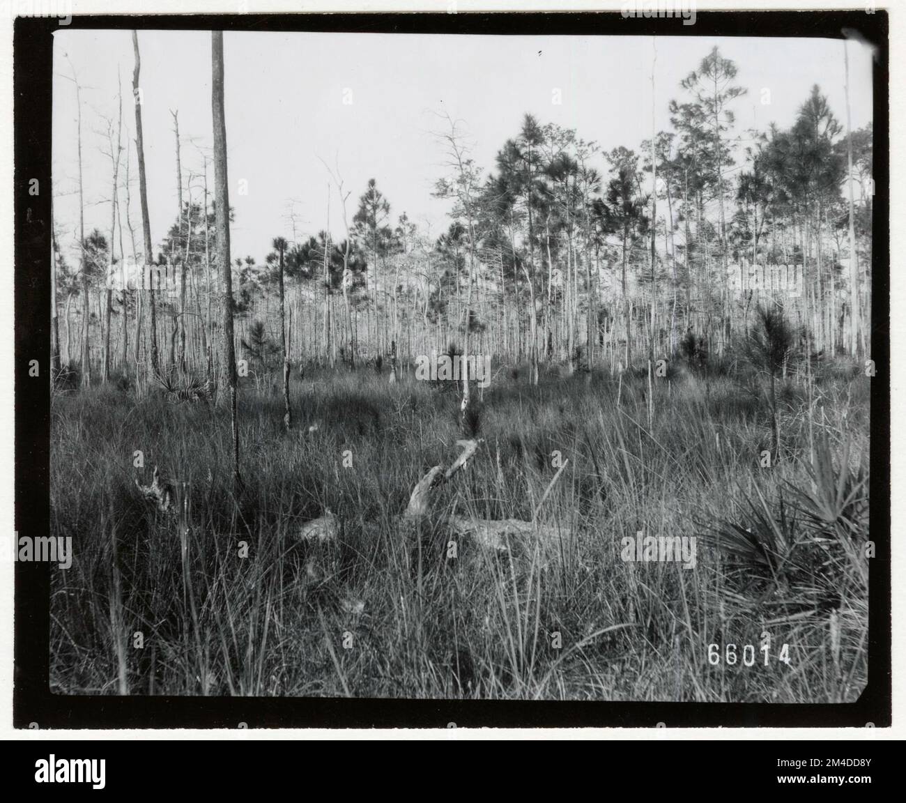 Timber Management - Types, Pines. Photographs Relating to National ...
