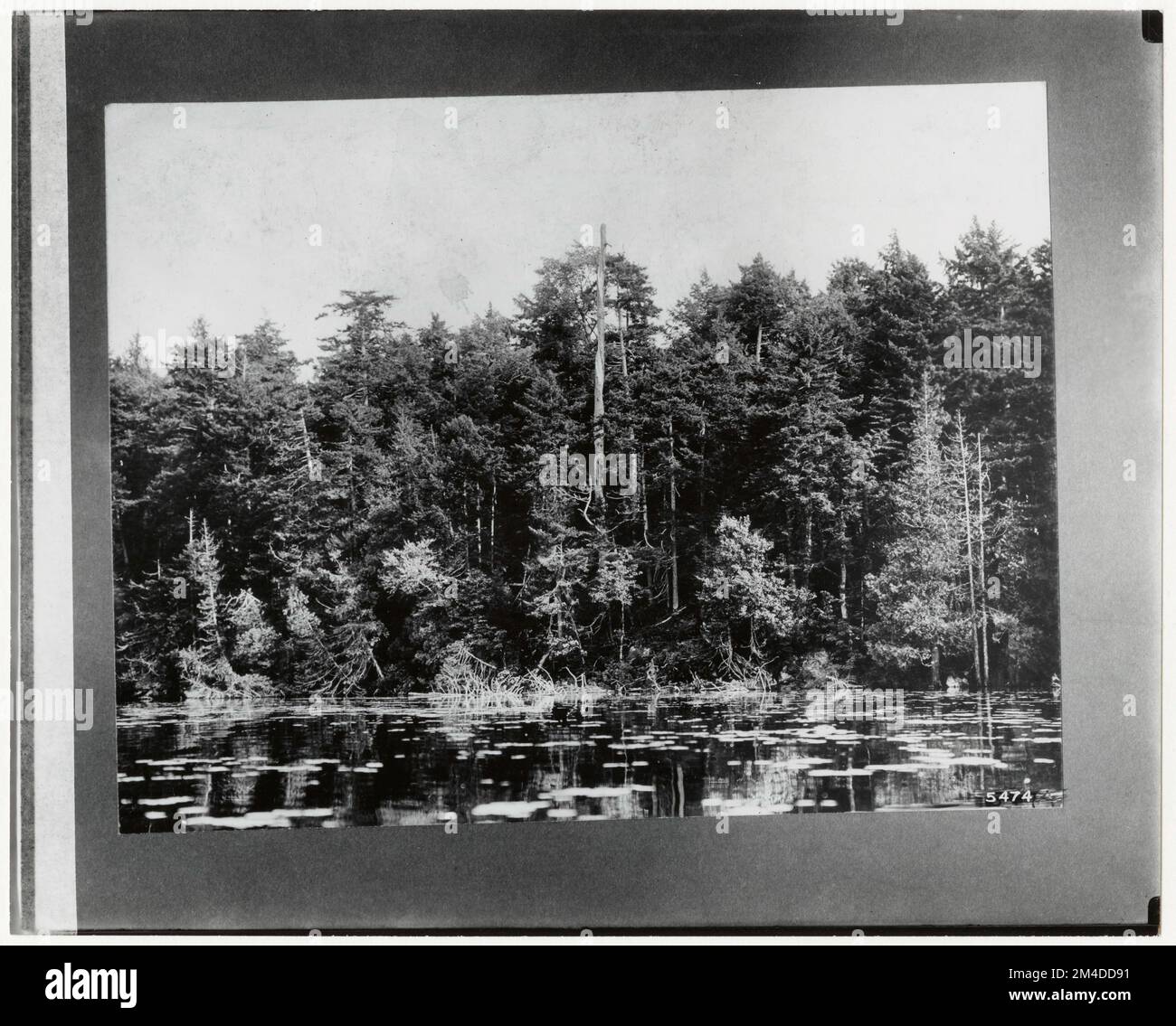 Timber Management - Types, Eastern Trees. Photographs Relating to ...