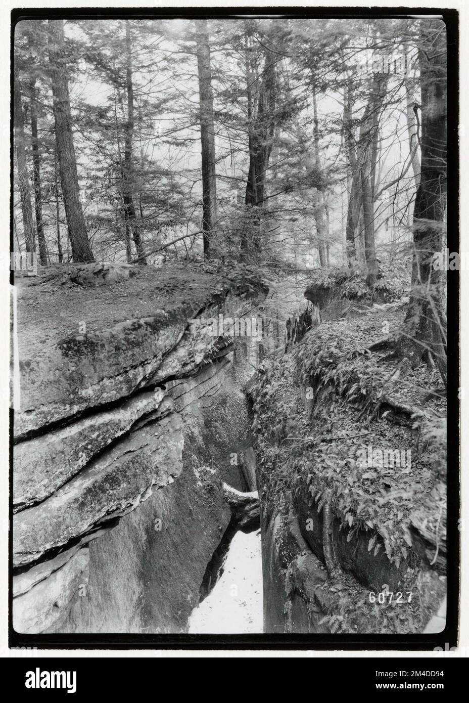 Timber Management - Types, Eastern Trees. Photographs Relating to ...