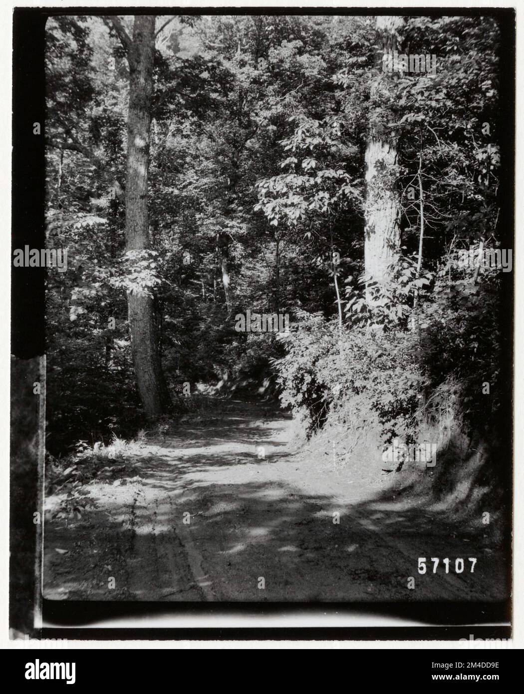 Timber Management - Types, Old Growth Trees. Photographs Relating to ...