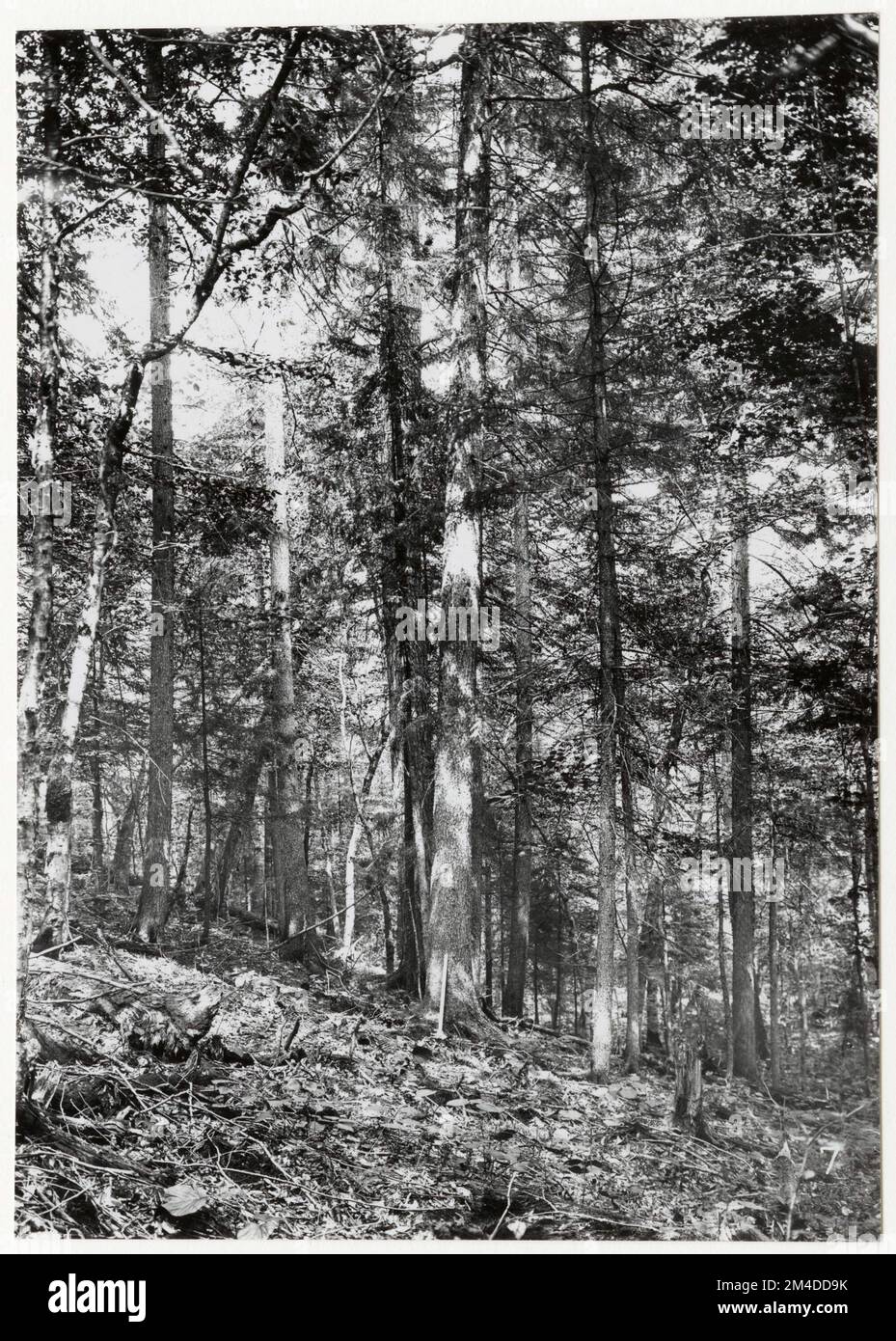 Timber Management - Types, Northern Trees. Photographs Relating to ...