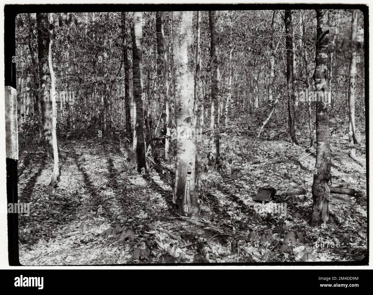 Timber Management - Types, Eastern Trees. Photographs Relating to ...