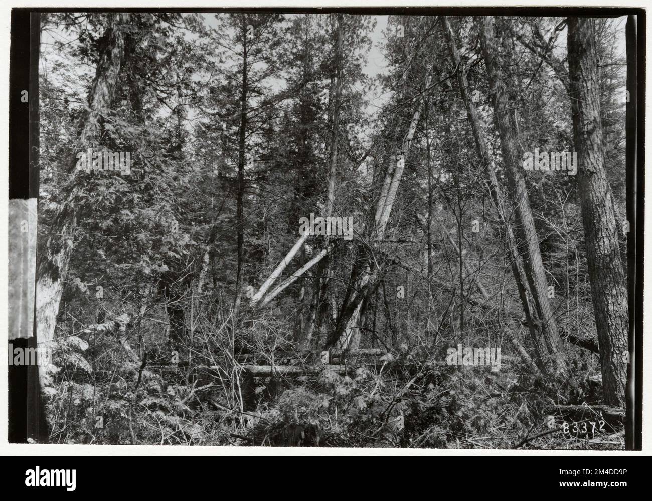 Timber Management - Types, Northern Trees. Photographs Relating to ...