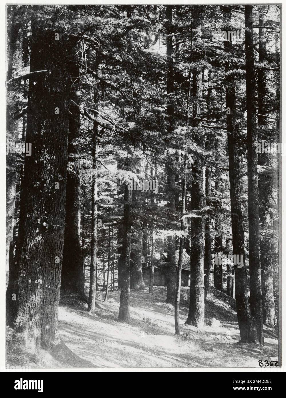 Timber Management - Types, General. Photographs Relating to National ...