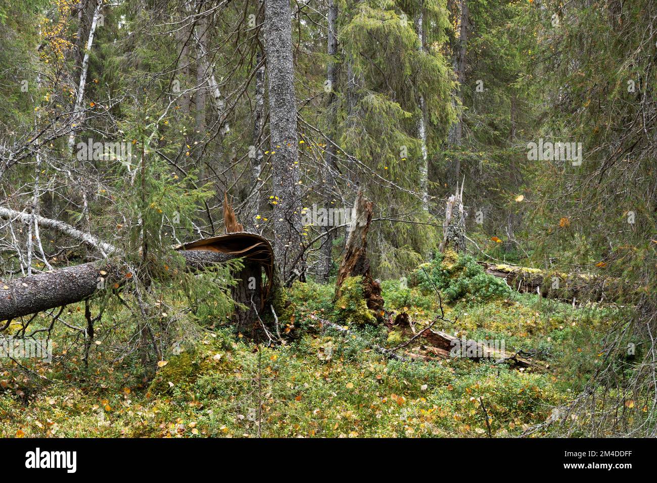 A Northern primeval forest with old conifer trees and deadwood in ...