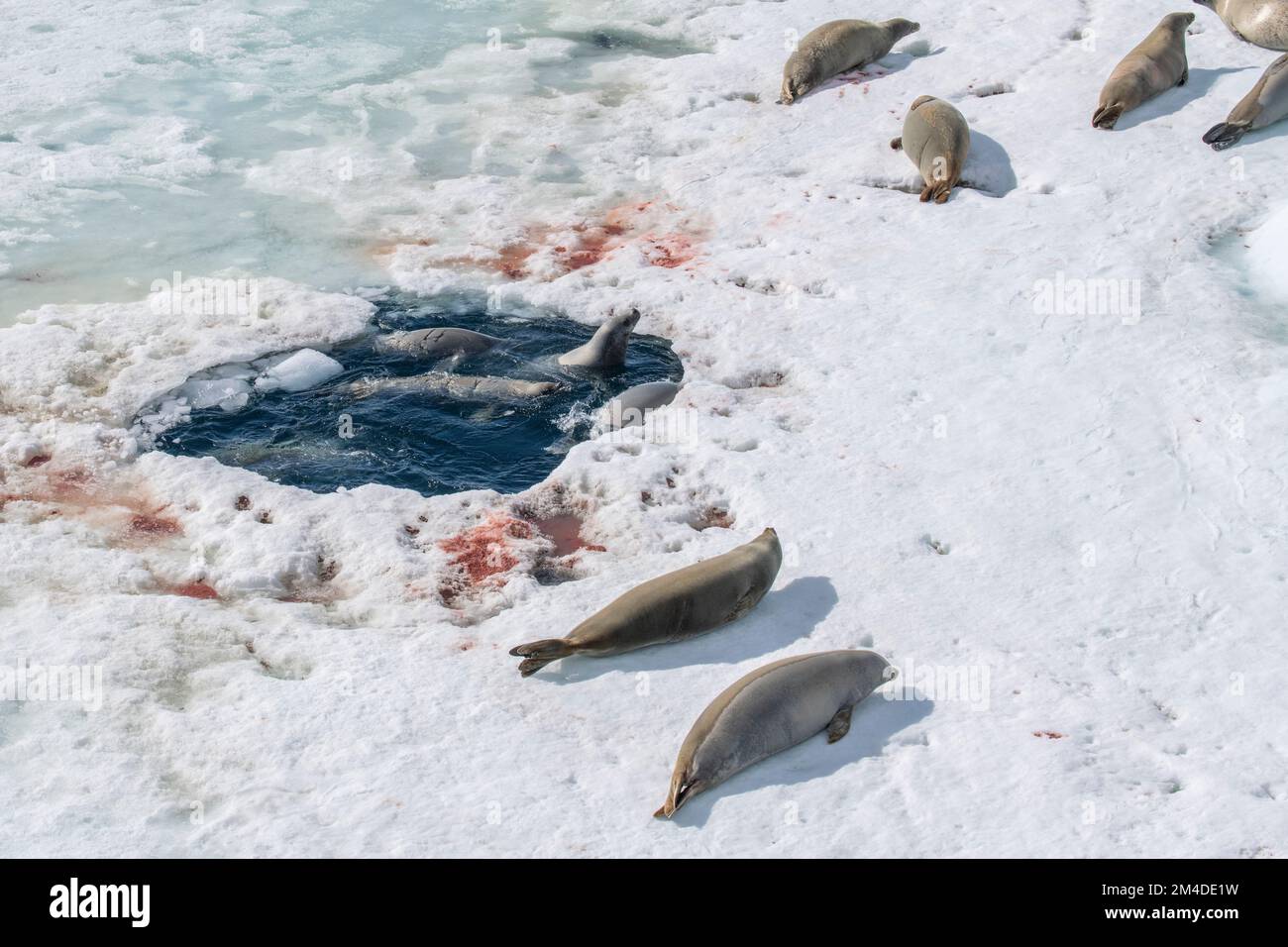 Antarctica, Weddell Sea, Larson Inlet. Crabeater seals (Lobodon ...