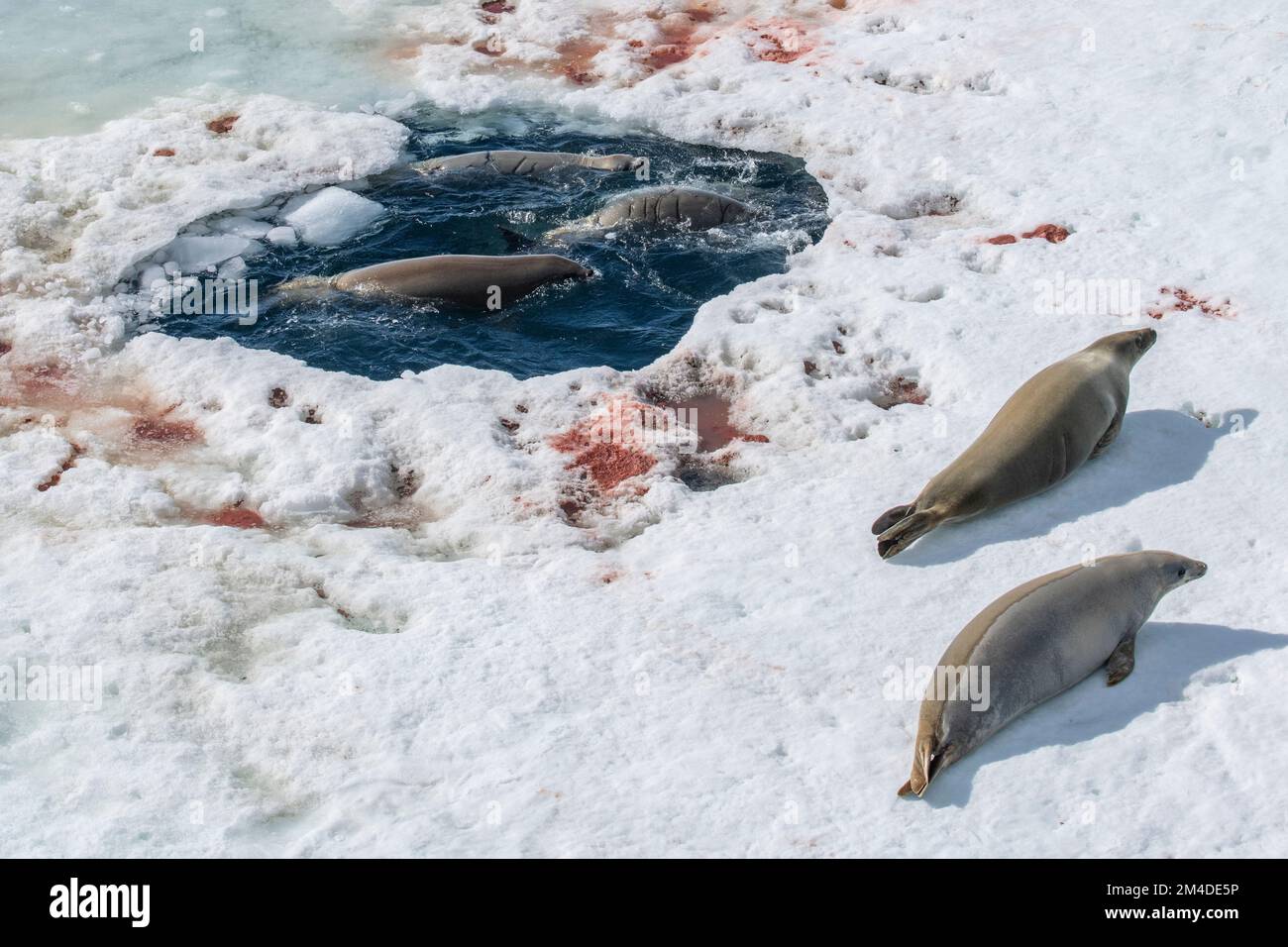 Antarctica, Weddell Sea, Larson Inlet. Crabeater seals (Lobodon ...