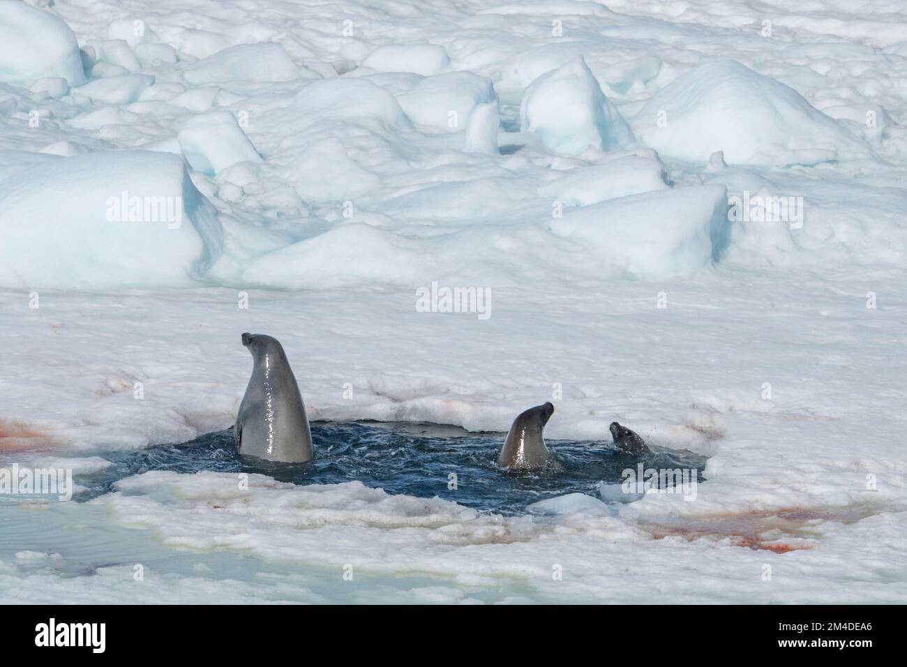 Antarctica, Weddell Sea, Larson Inlet. Crabeater seals (Lobodon ...