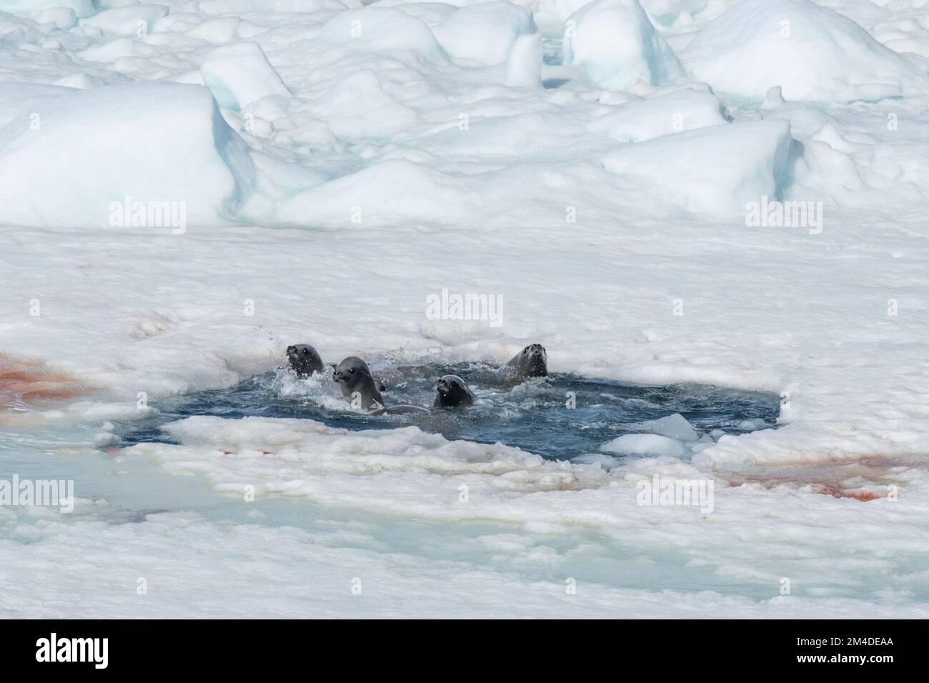 Antarctica, Weddell Sea, Larson Inlet. Crabeater seals (Lobodon ...