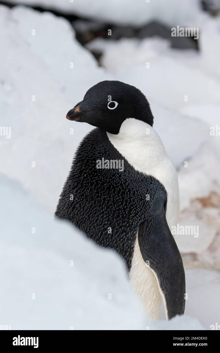 Devil Penguin