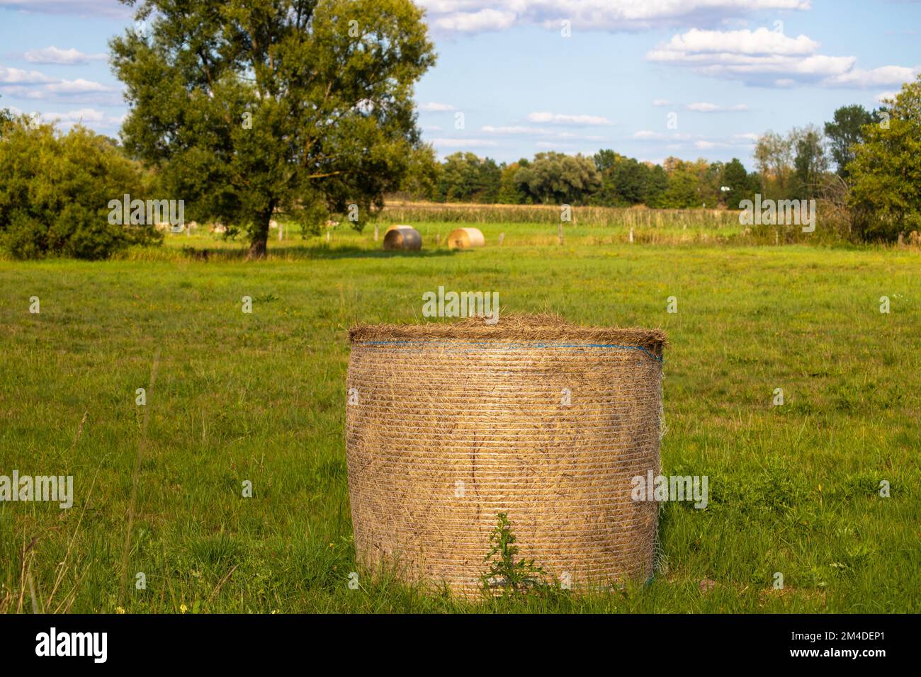 High quality hay hi-res stock photography and images - Alamy