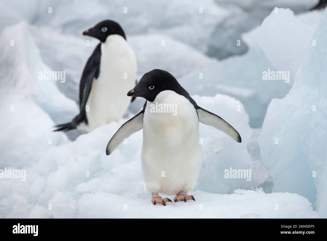 Antarctica, Vega Island aka Devil Island. Adelie penguin (WILD ...