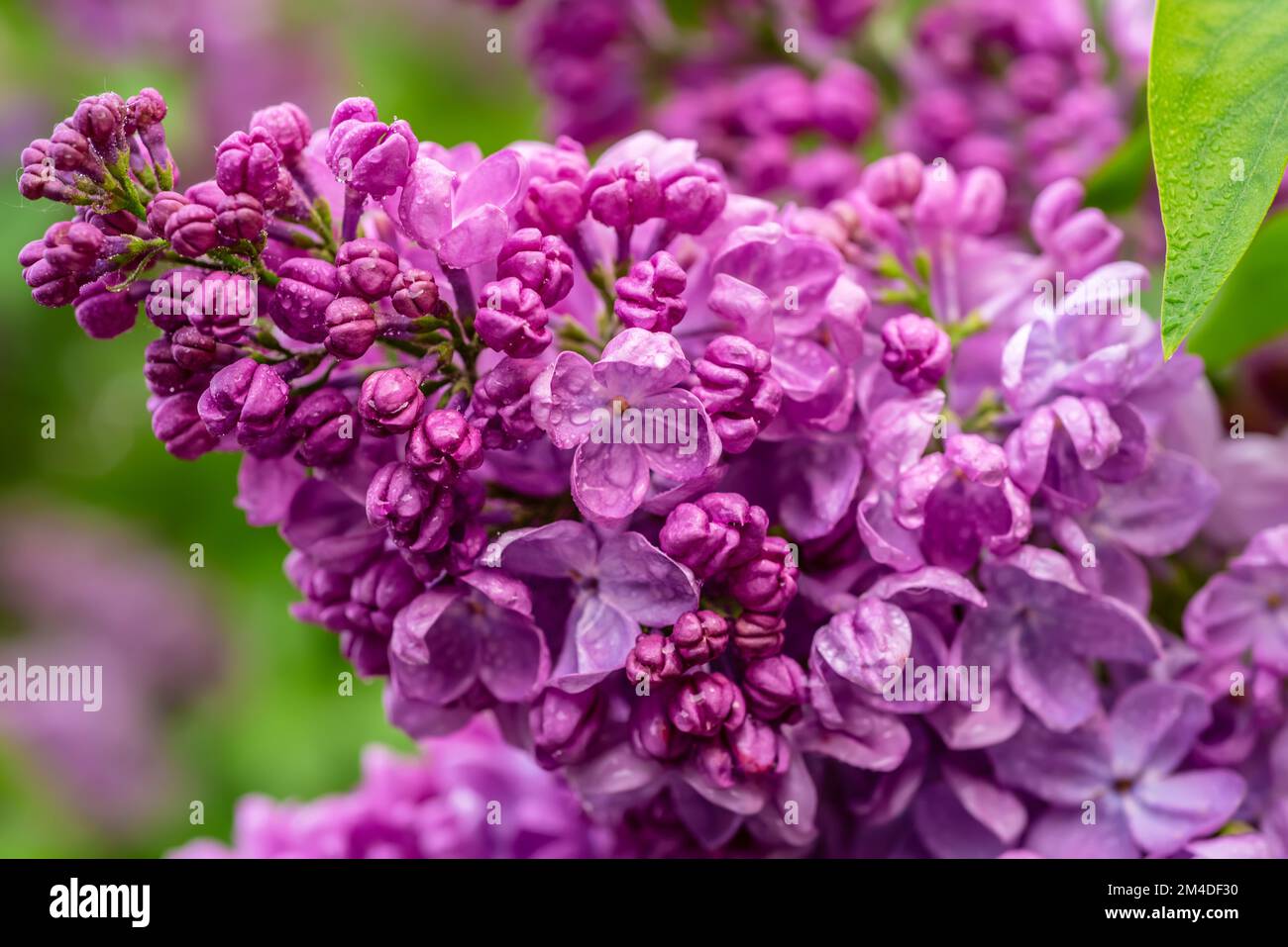 Spring lilac flowers Stock Photo - Alamy