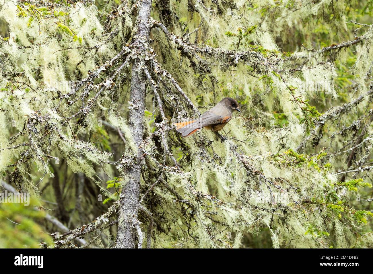 Siberian jay perched in a taiga forest covered with bearded lichen ...