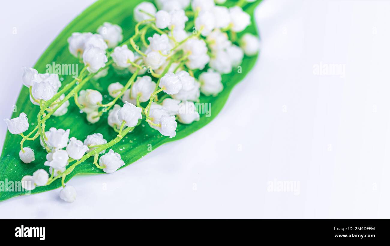 Beautiful lily valley white hi-res stock photography and images - Alamy