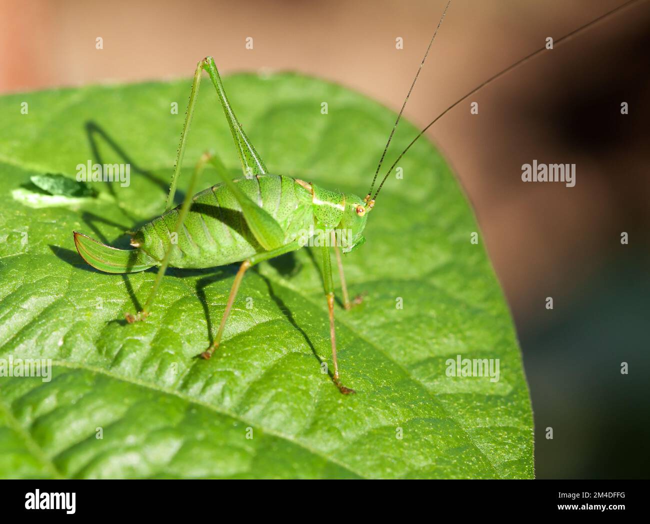 Grasshopper on green leaf hi-res stock photography and images - Alamy