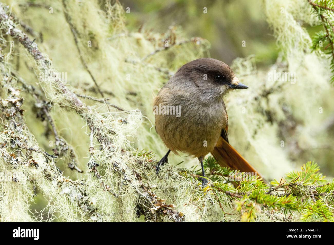 A close-up of a Siberian jay perched in a taiga forest covered with ...