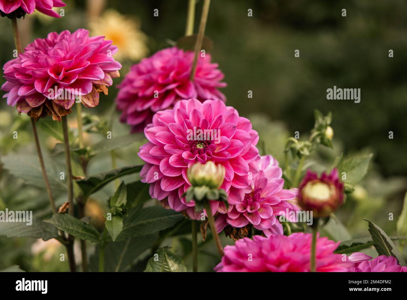Pink dahlia flower in real garden. Shallow depth of field Stock Photo ...