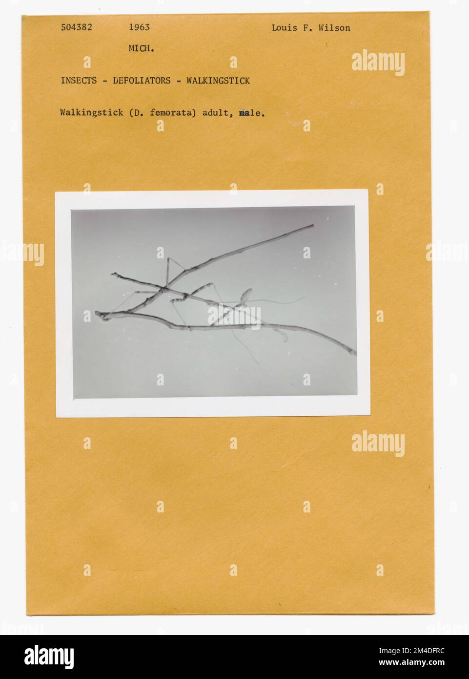 Insect species interaction Cut Out Stock Images & Pictures - Alamy