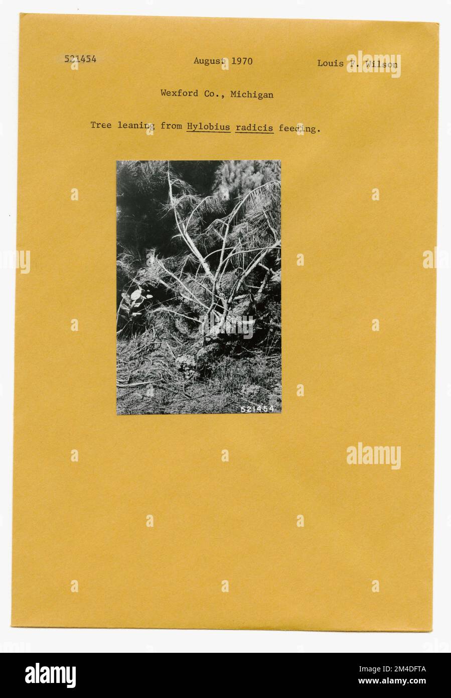 Forest Insects - General. Photographs Relating to National Forests ...