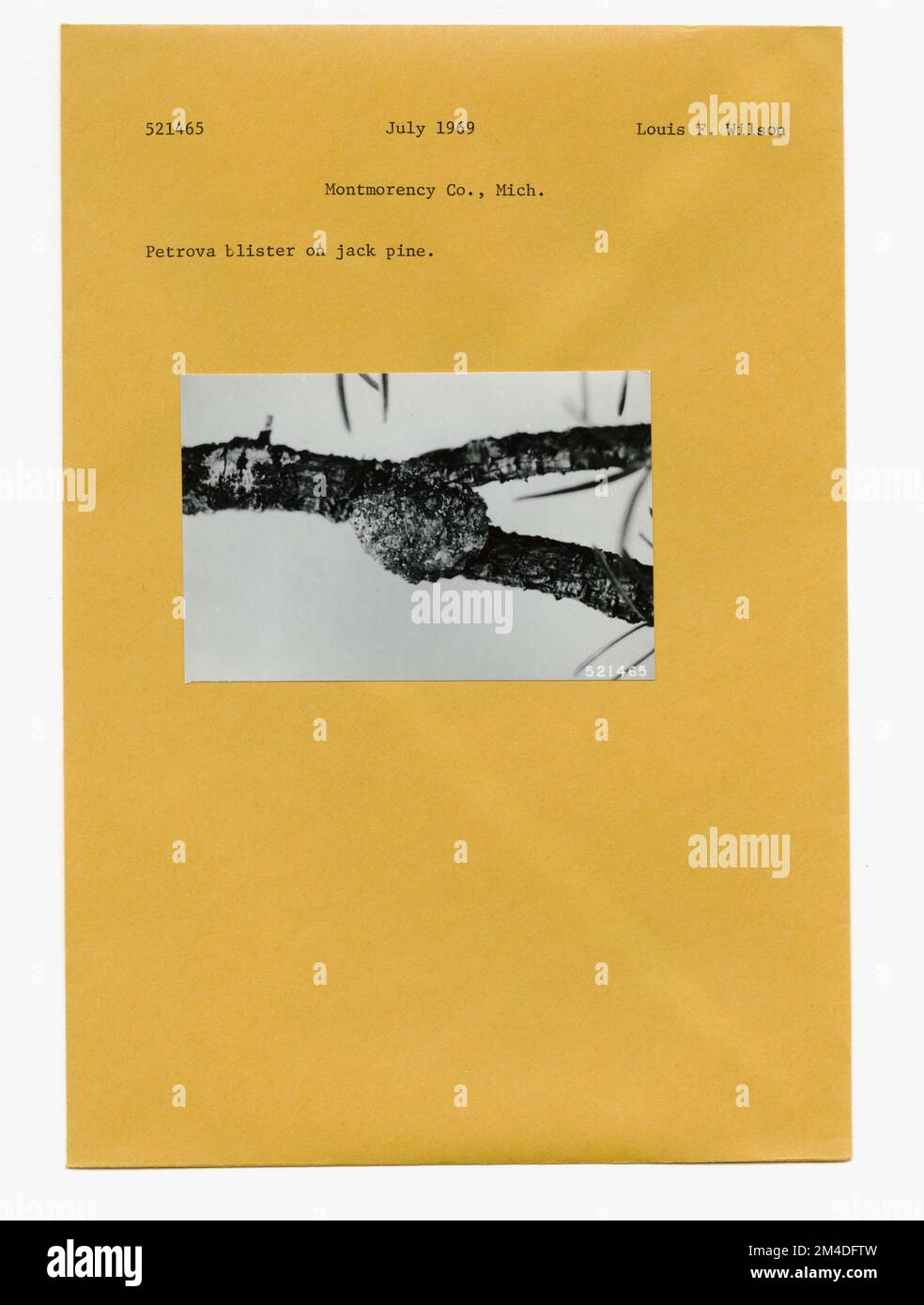 Forest Insects - General. Photographs Relating to National Forests ...