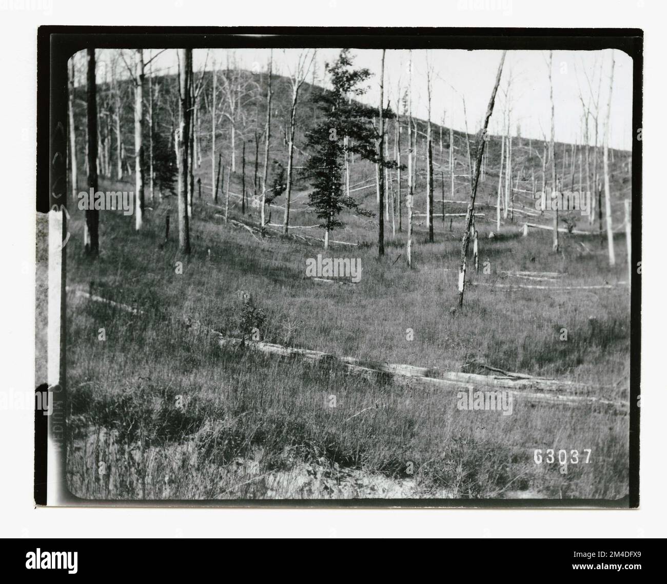 Forest Insects - General. Photographs Relating to National Forests ...