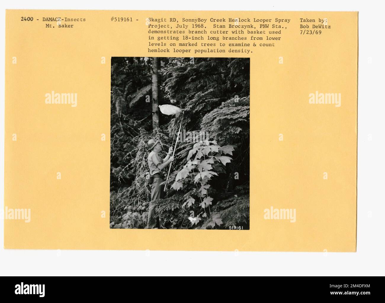 Insects and pollinators Cut Out Stock Images & Pictures - Alamy