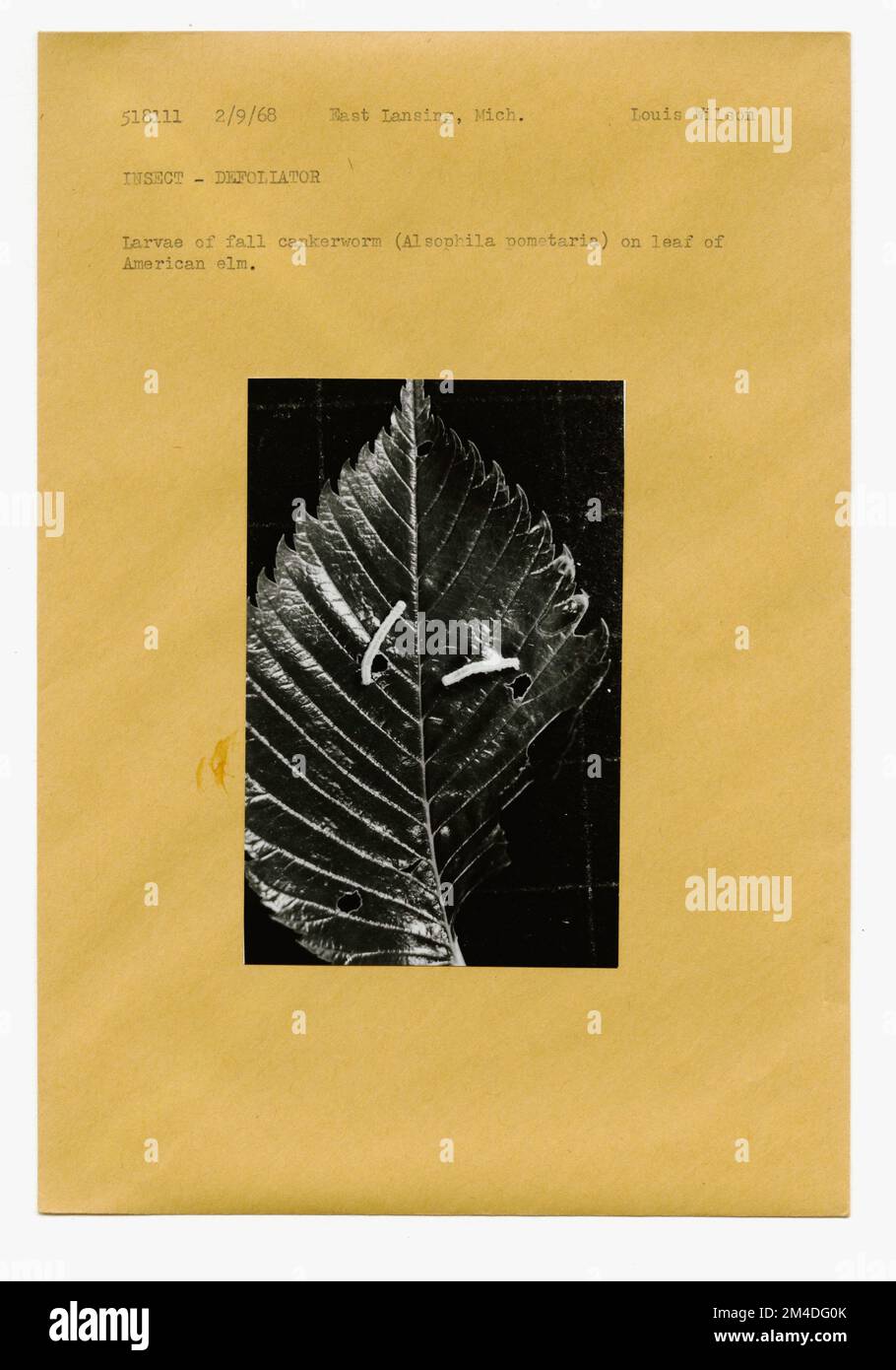 Forest Insects - General. Photographs Relating to National Forests ...