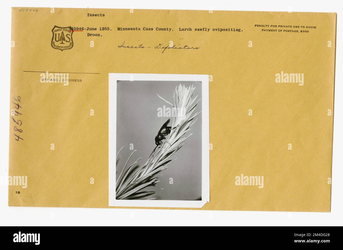 Forest Insects - General. Photographs Relating to National Forests ...