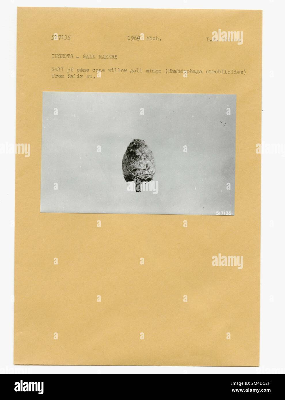 Forest Insects - General. Photographs Relating to National Forests ...