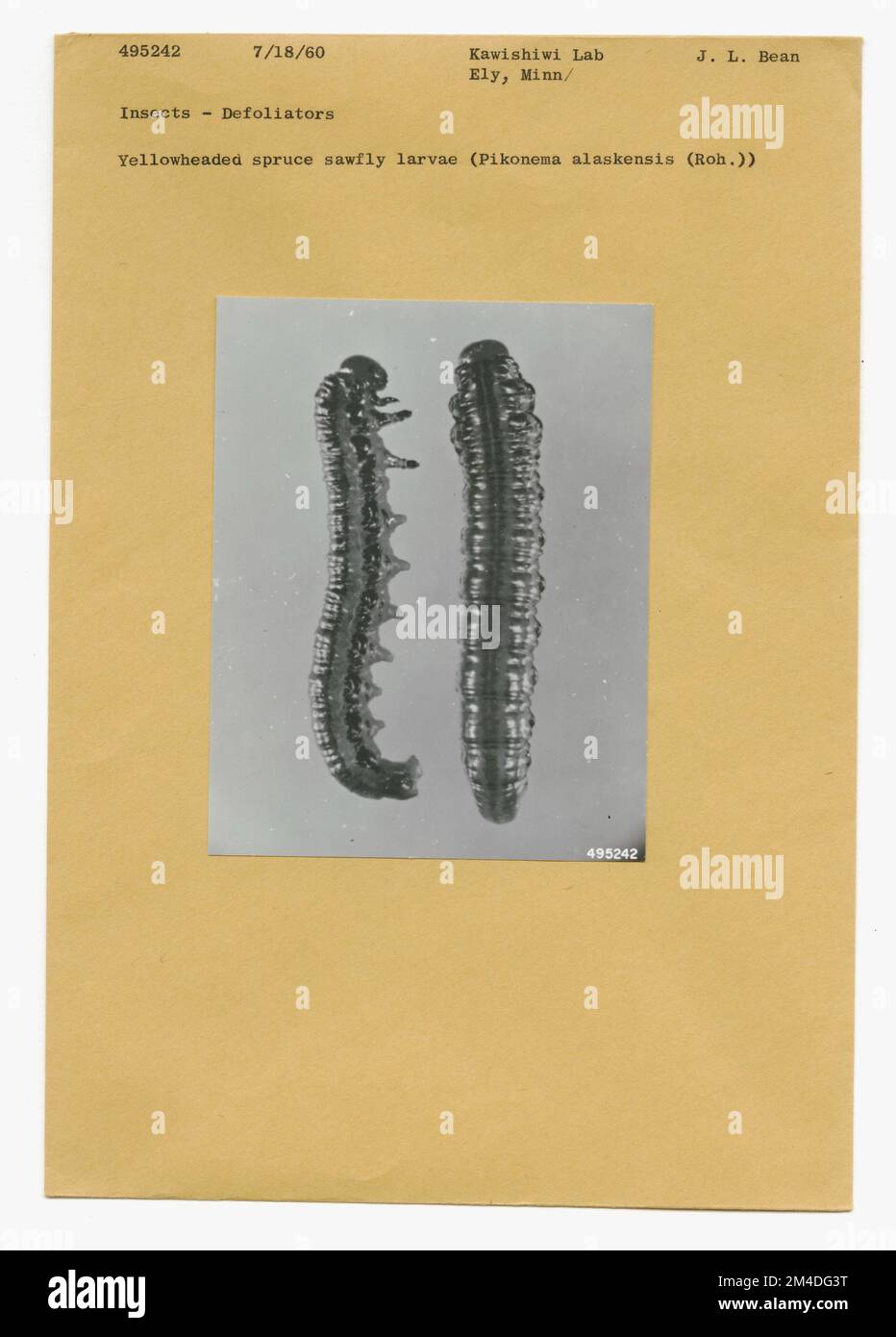 Insect species interaction Cut Out Stock Images & Pictures - Alamy