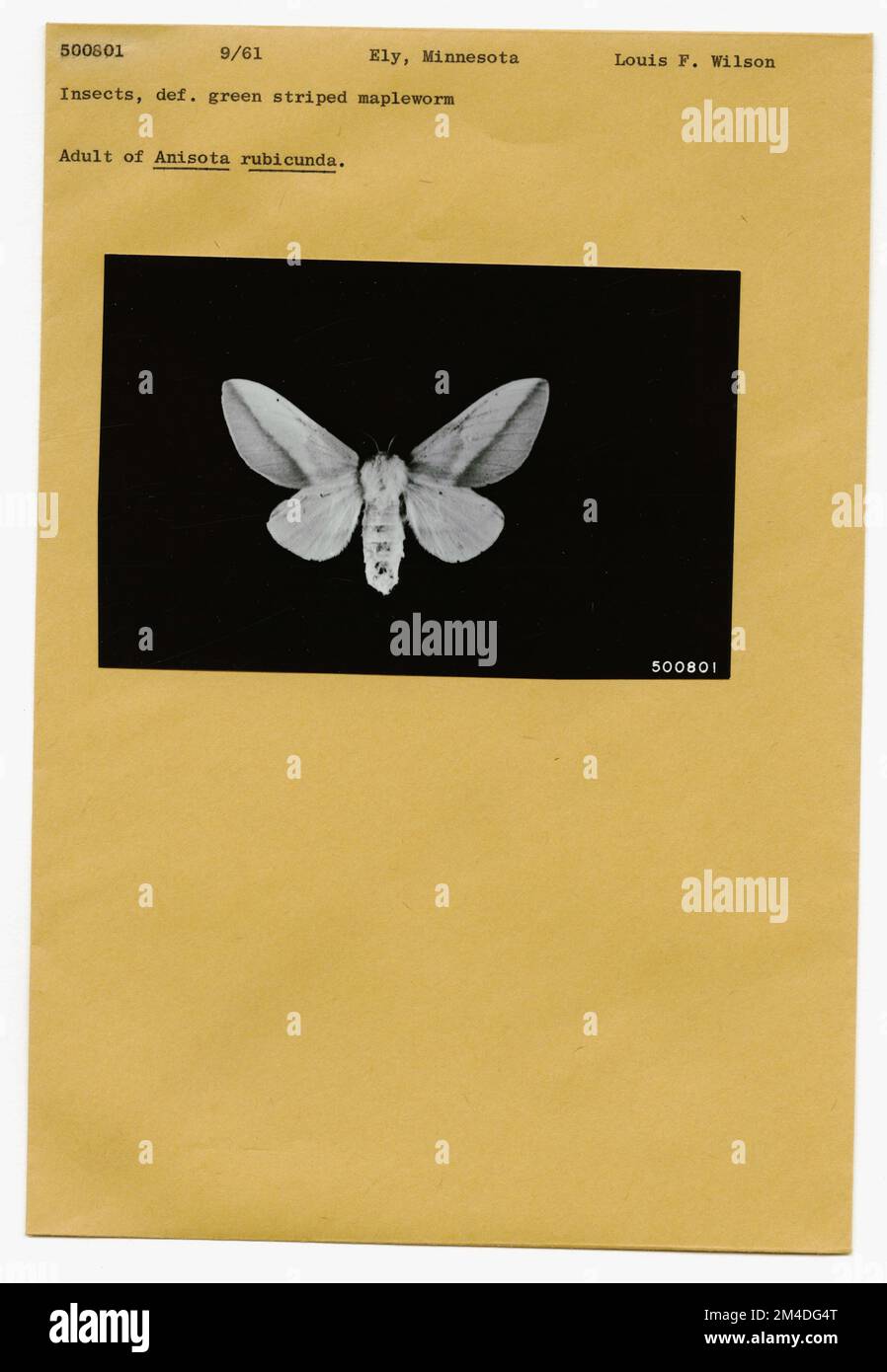 Forest Insects - General. Photographs Relating to National Forests ...