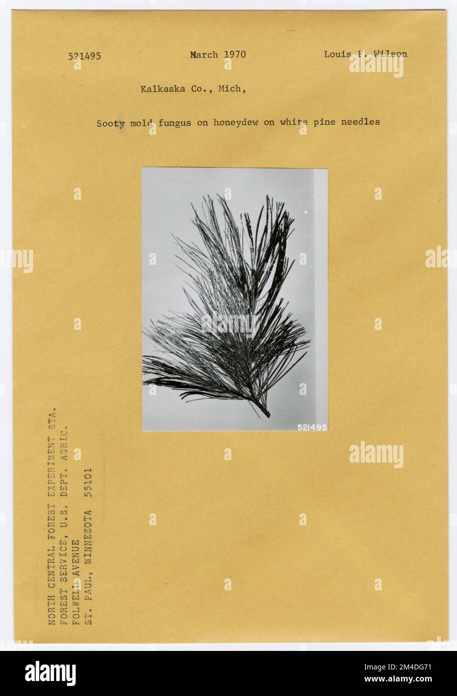 Forest Insects - General. Photographs Relating to National Forests ...