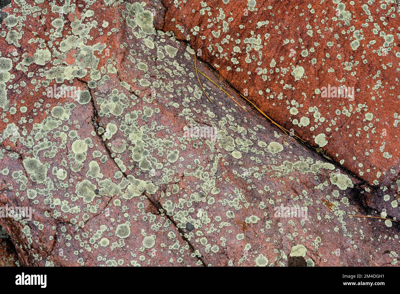 Georgian Bay shoreline rocks, lichen colonies, Killarney Provincial ...