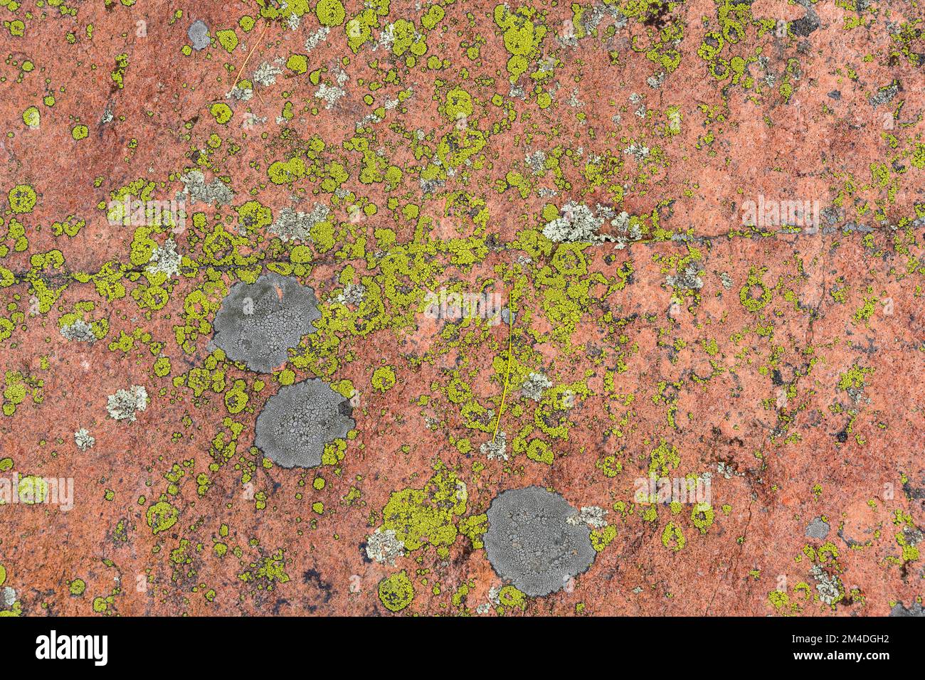Georgian Bay shoreline rocks, lichen colonies, Killarney Provincial ...