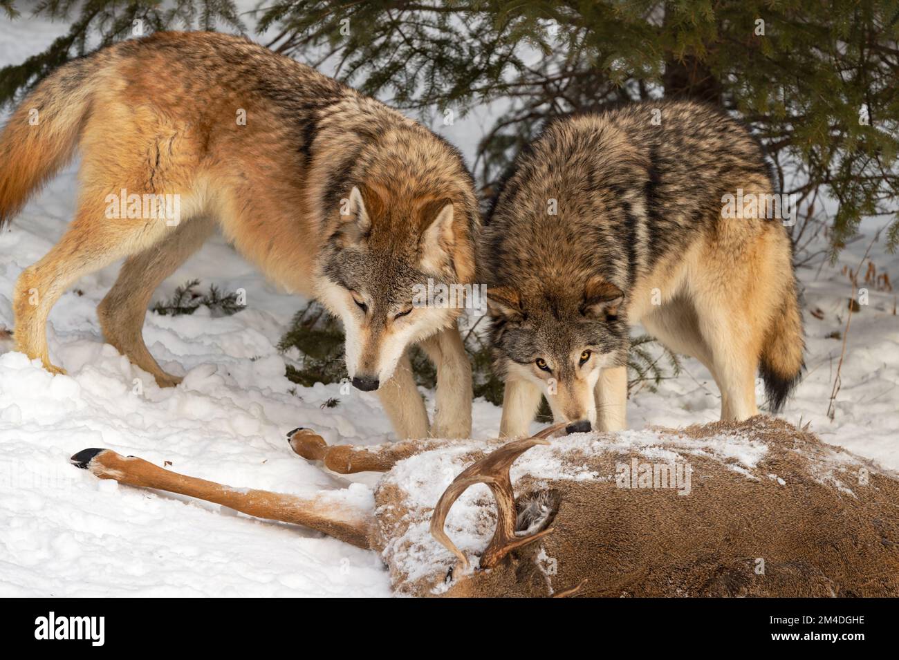 Grey Wolf (Canis lupus) Shoulders In on Another Wolf at Deer Body ...