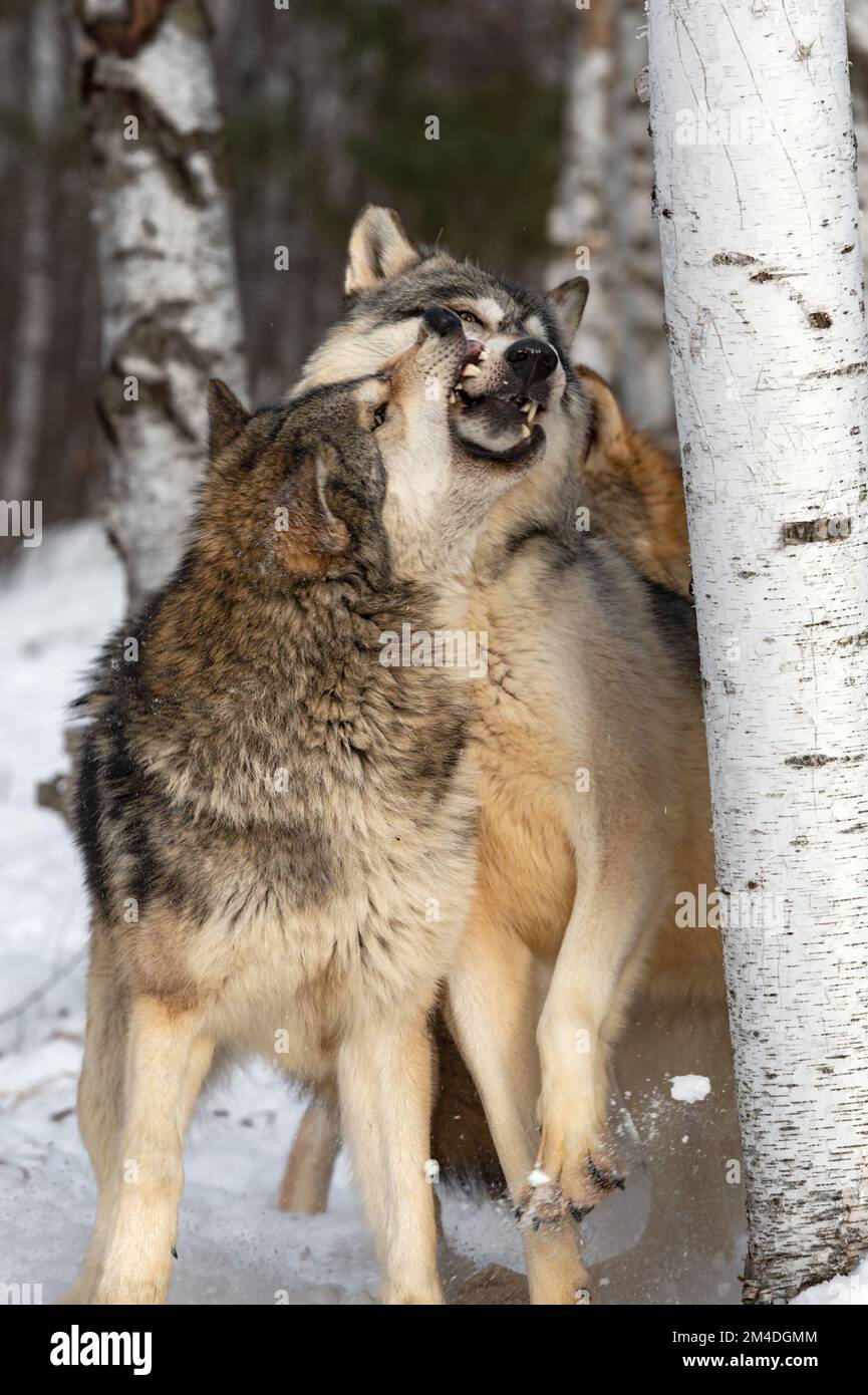 Grey Wolf (Canis lupus) Muzzle Graps Packmate Winter - captive animals ...