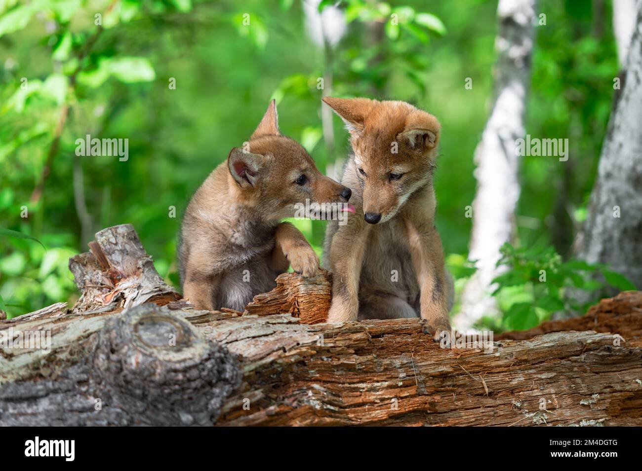 Coyote Pup (Canis latrans) Licks at Sibling on Log Summer - captive ...