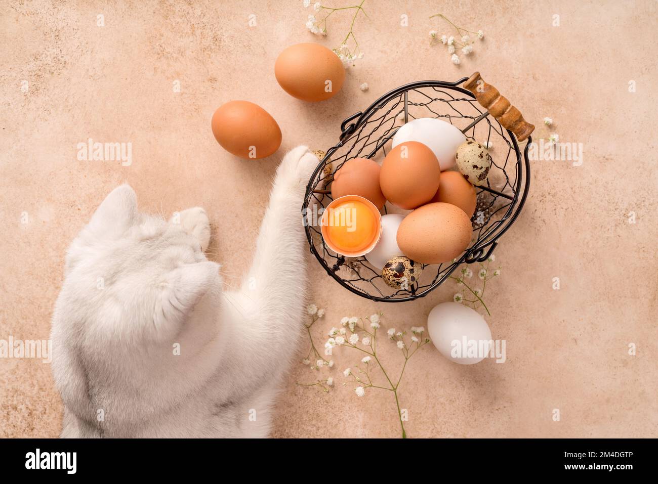 Cat food egg carton hi-res stock photography and images - Alamy