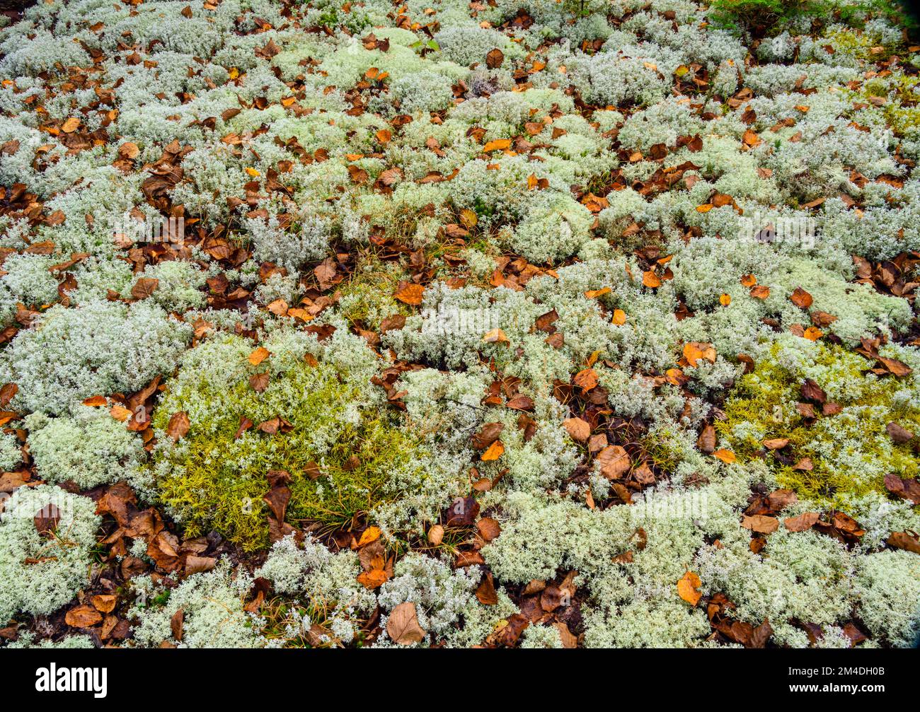 Lichen, mosses, fallen autumn leaves in a woodland clearing, Lake ...