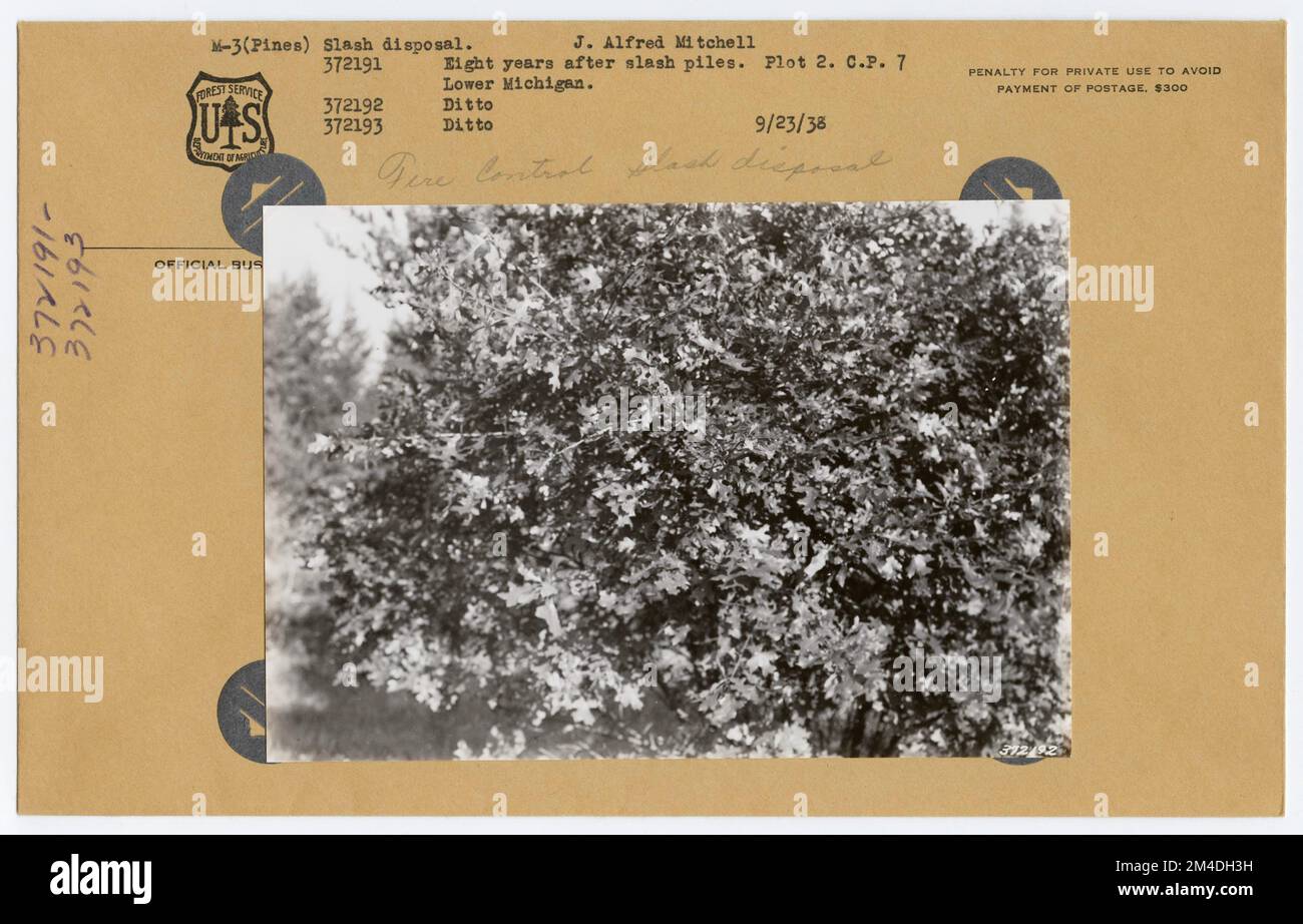 Fire Prevention - Slash Disposal. Photographs Relating to National ...