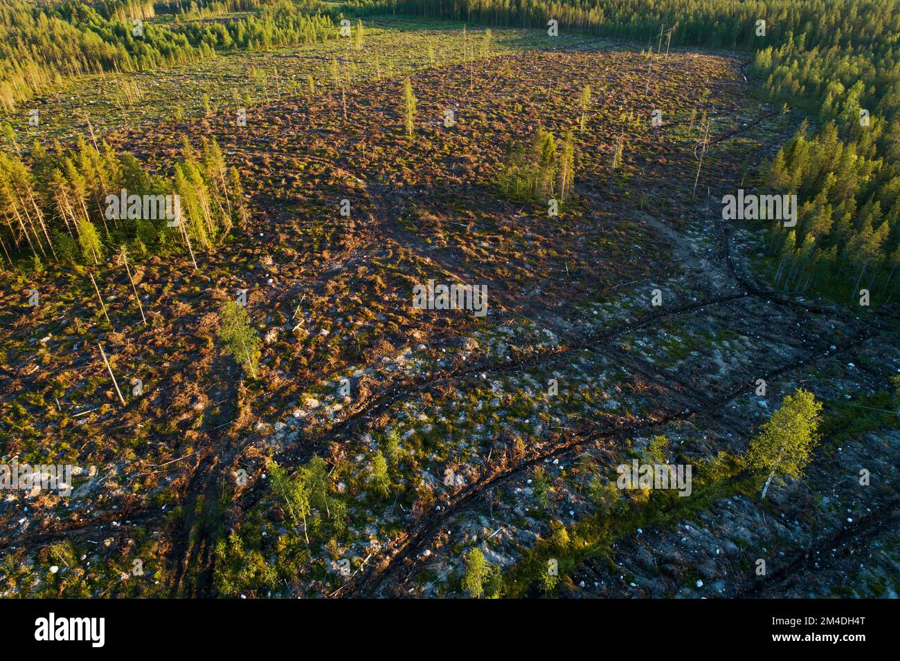 An aerial of a mineralized clear-cut area with some standing trees in ...
