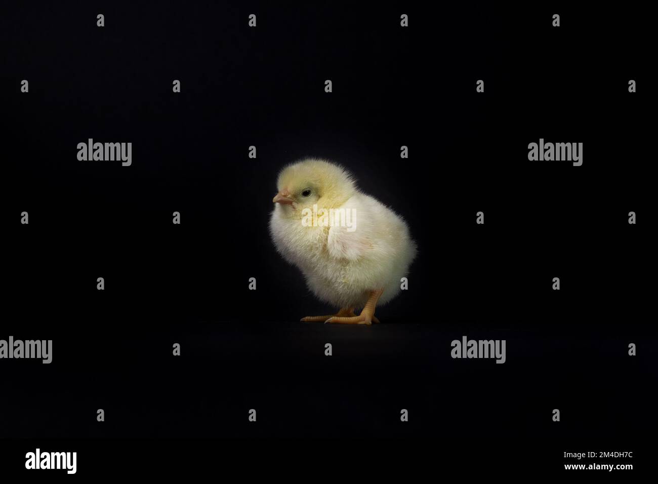 A baby chicken on a black background Stock Photo - Alamy