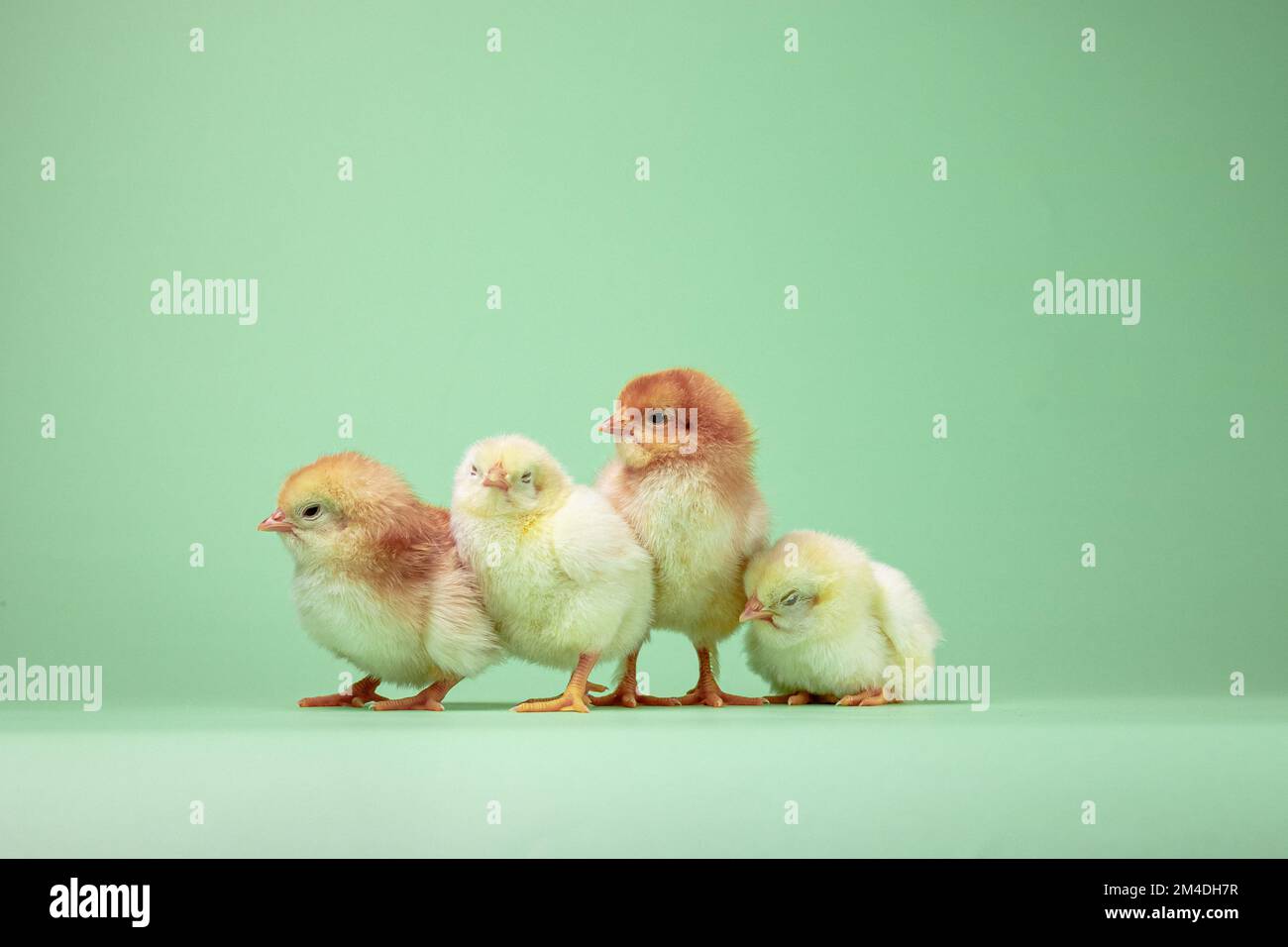 The baby chickens on a green background Stock Photo - Alamy