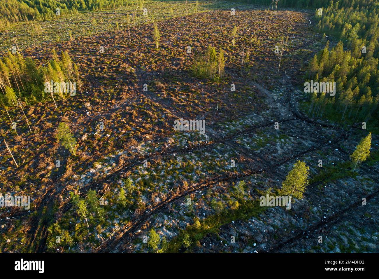 An aerial of a mineralized clear-cut area with some standing trees in ...