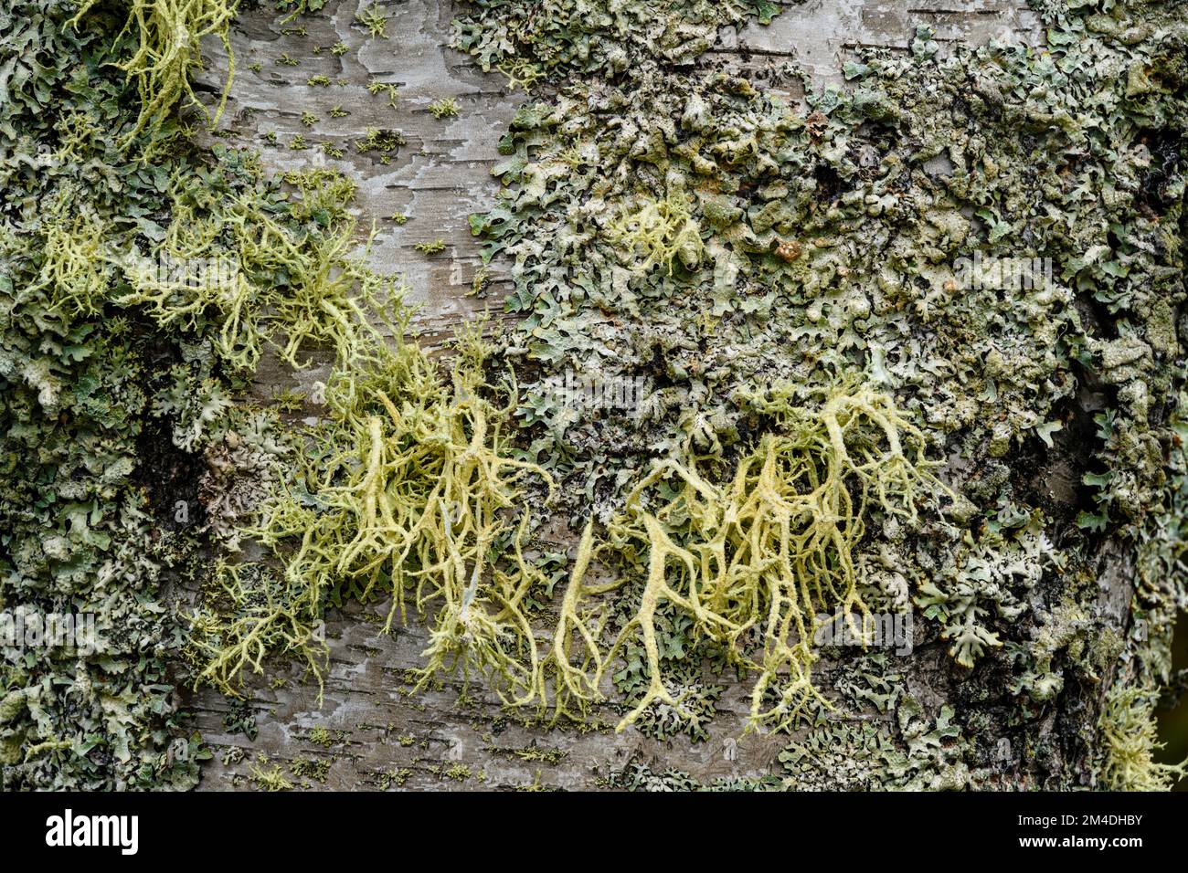 Lichens on a birch tree trunk, Greater Sudbury, Ontario, Canada Stock ...