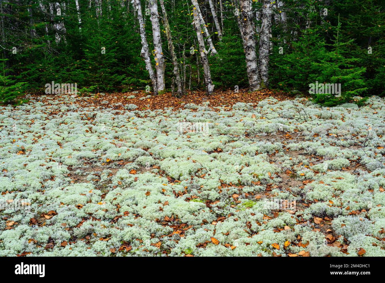 Lichen colonies in a woodland clearing, Lake Superior Provincial Park ...