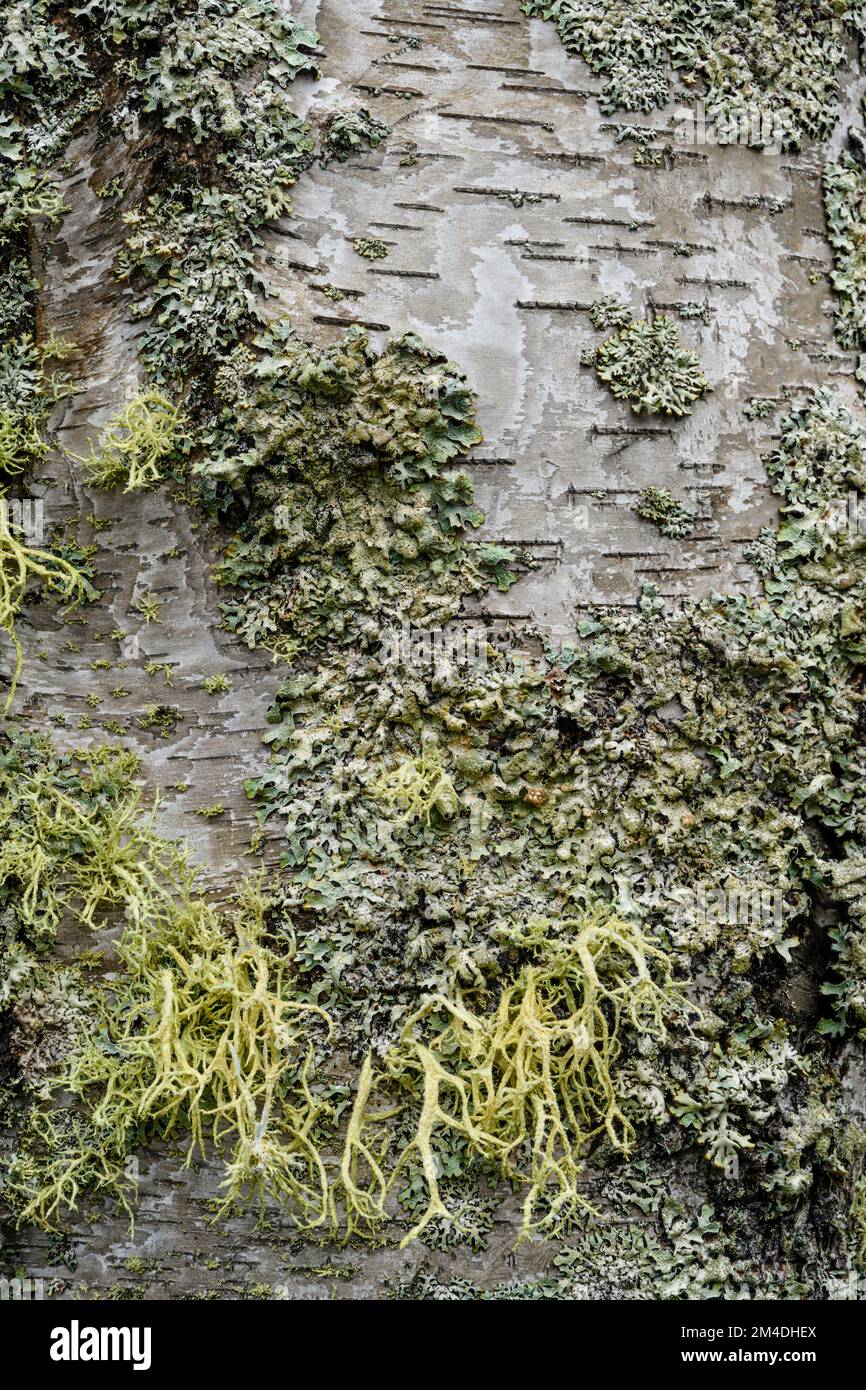 Lichens on a birch tree trunk, Greater Sudbury, Ontario, Canada Stock ...