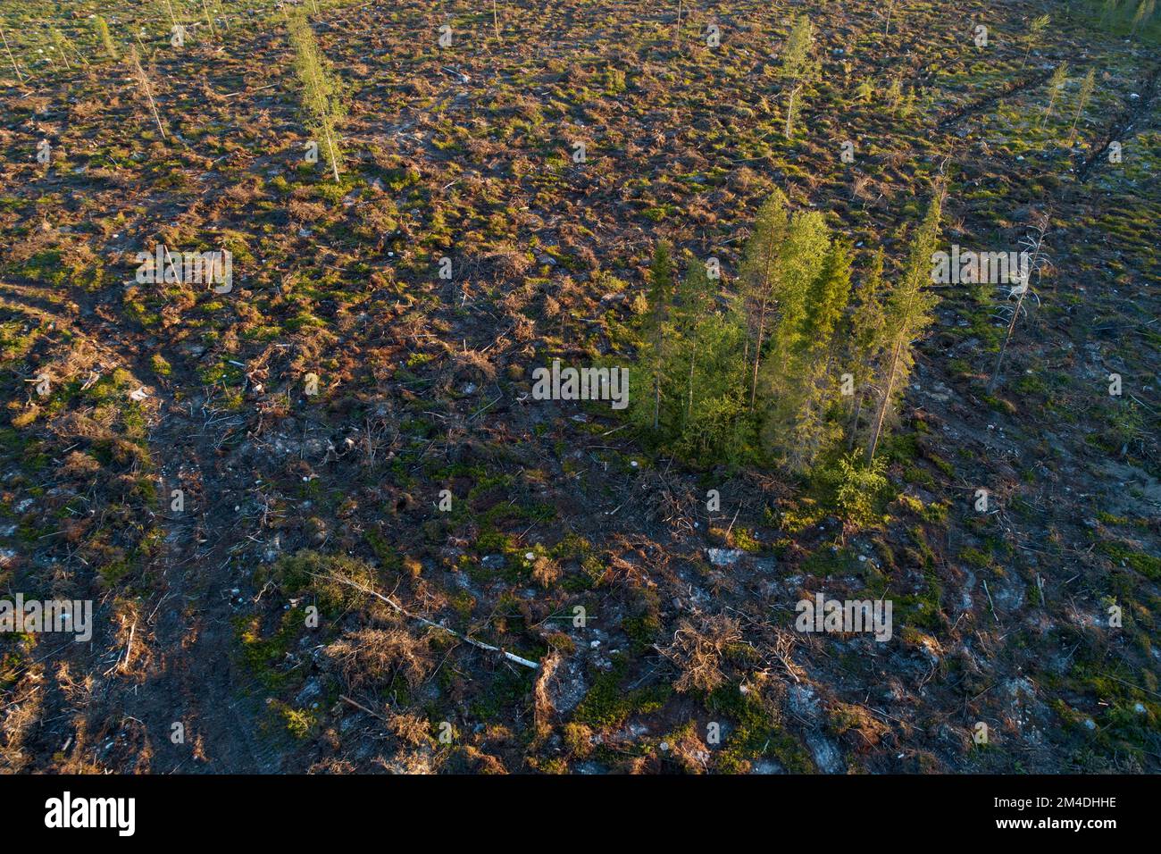 An aerial of a mineralized clear-cut area with some standing trees in ...
